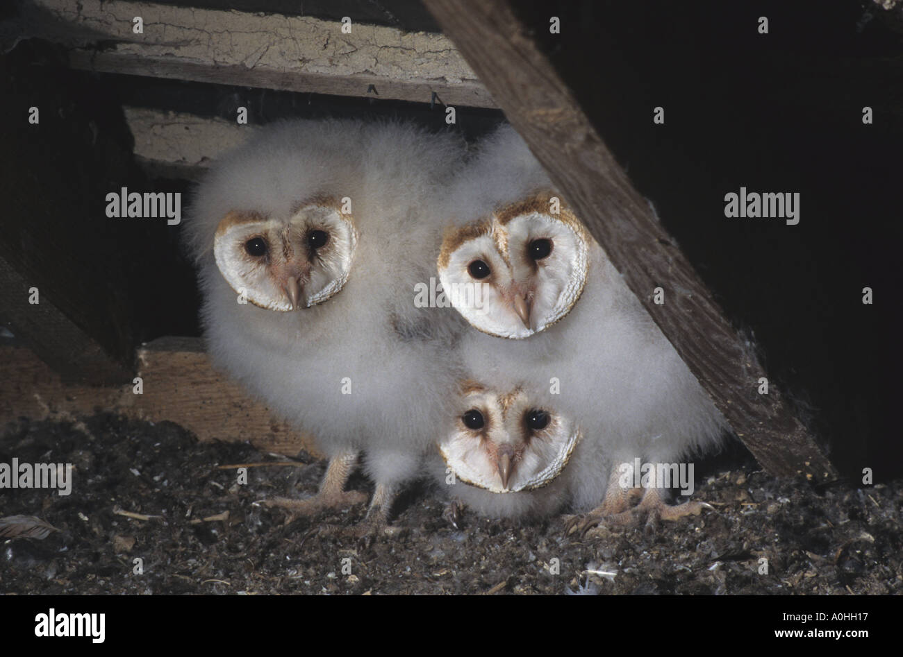 Barn owl chicks Stock Photo - Alamy