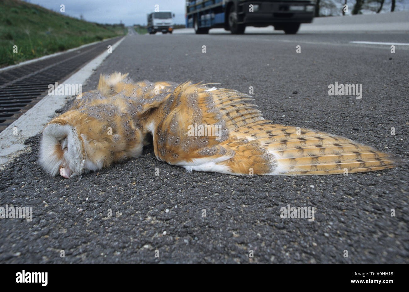 Barn Owl dead on road Stock Photo - Alamy