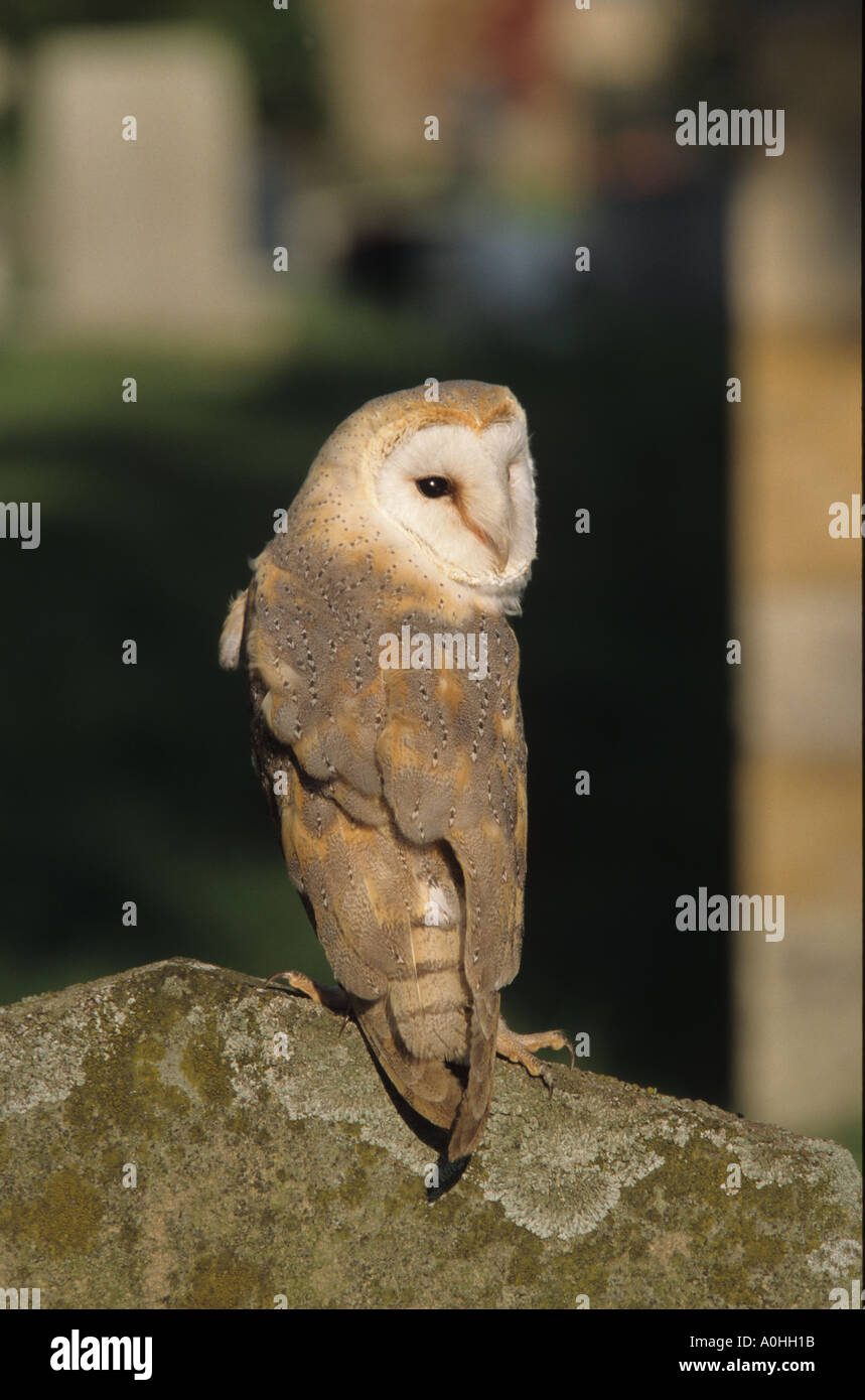 Barn owl looking over shoulder hi-res stock photography and images - Alamy