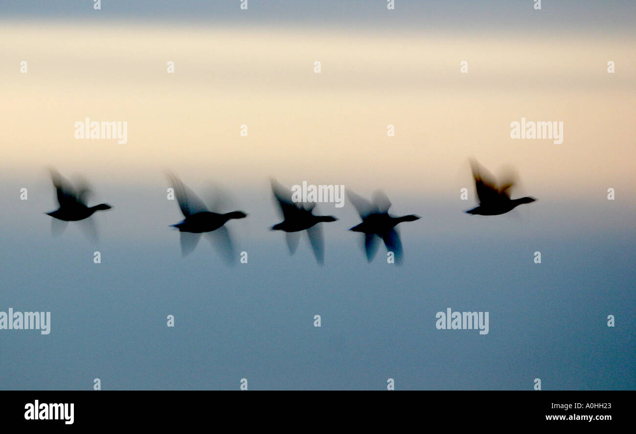 5 ducks in flight Stock Photo - Alamy