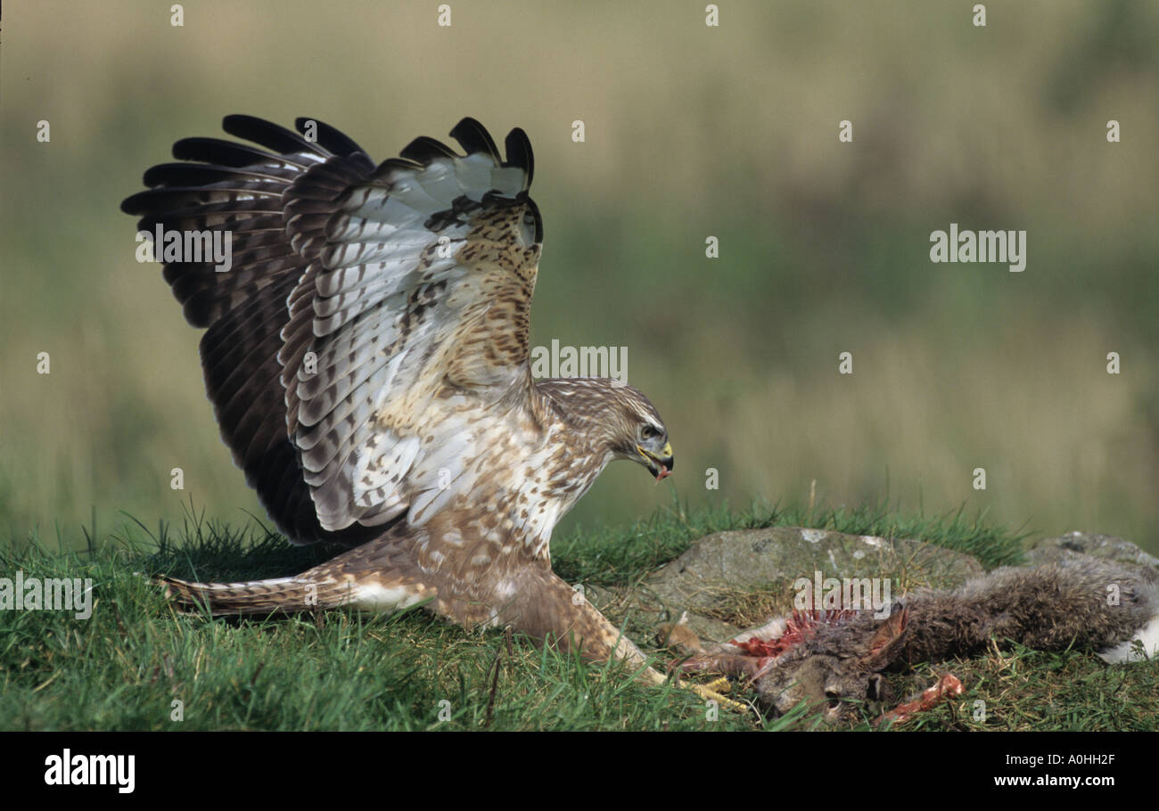 Rabbit kill hi-res stock photography and images - Alamy