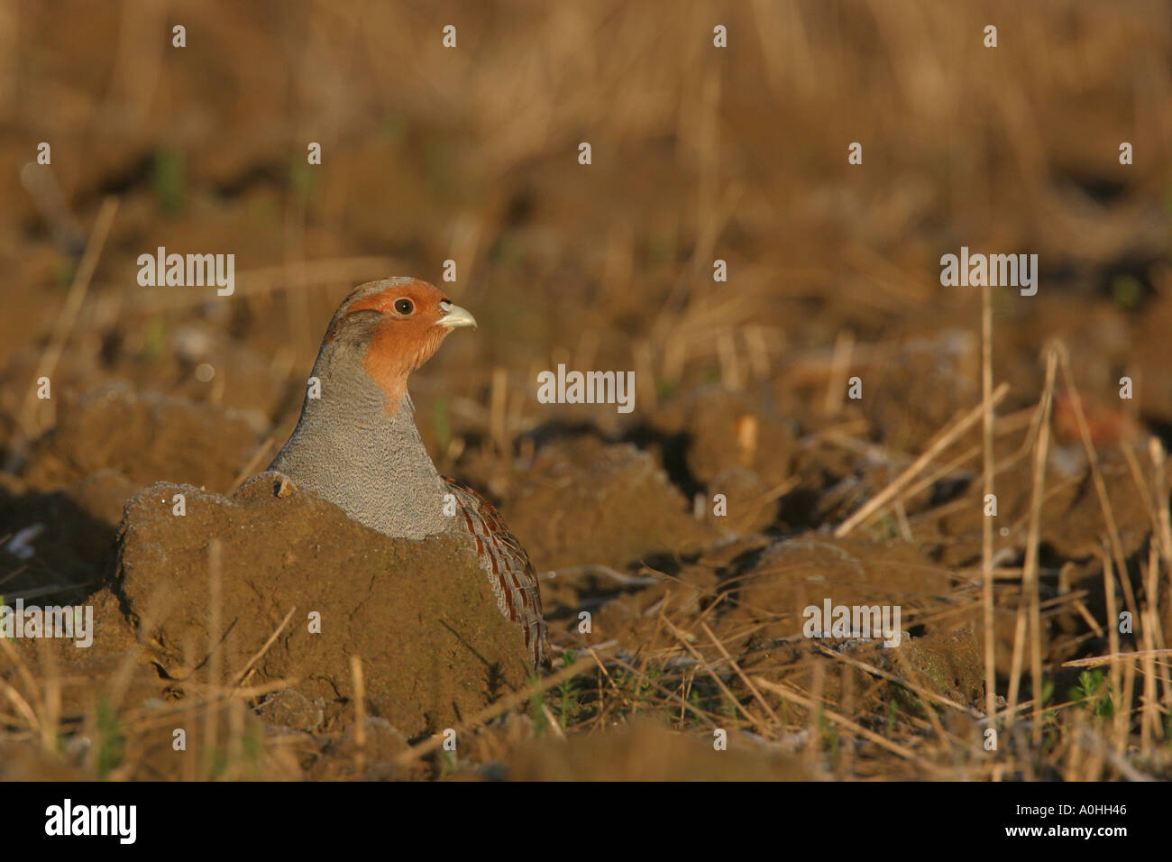 grey partridge head in stubble ploughed field Stock Photo - Alamy