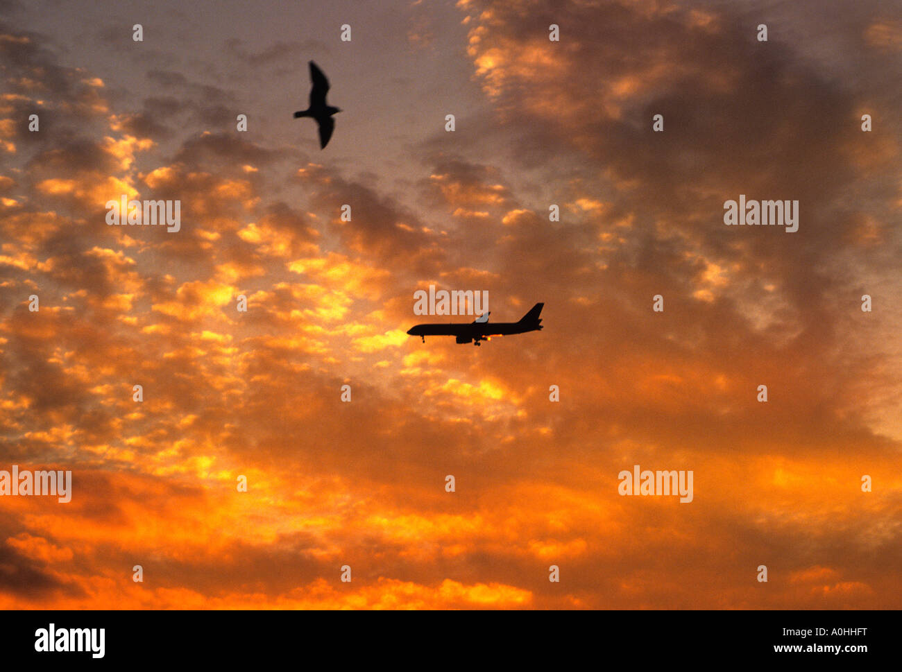 Airplane with wheels down preparing to land on airfield. Flying against ...