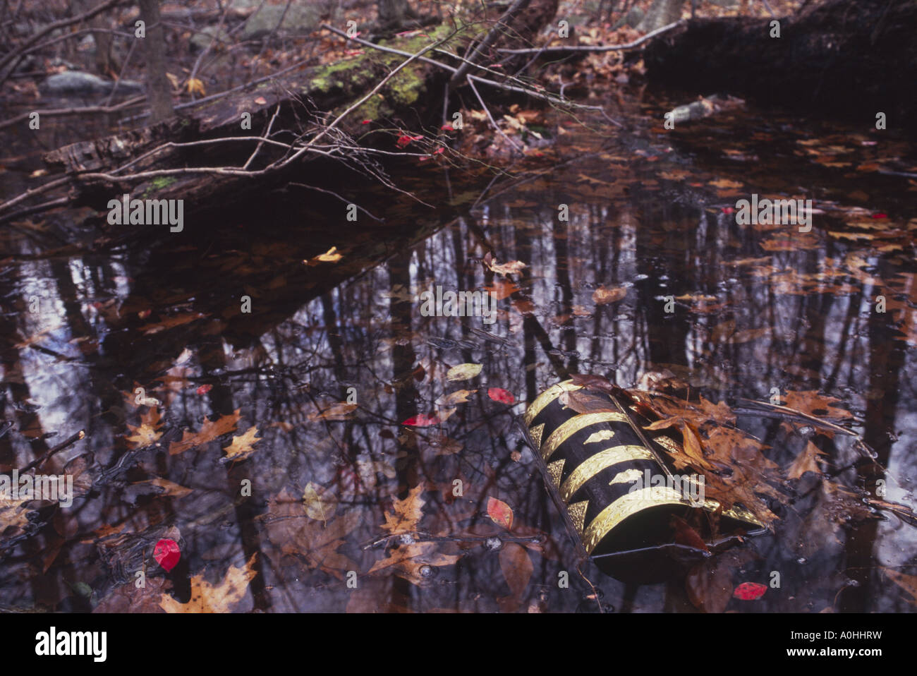 treasure chest in forest Stock Photo - Alamy