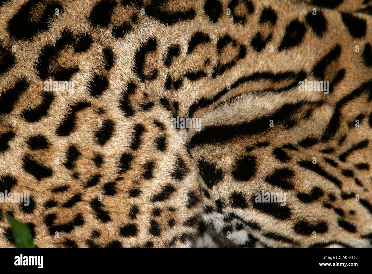 OCELOT Leopardus pardalis In Belize Stock Photo - Alamy