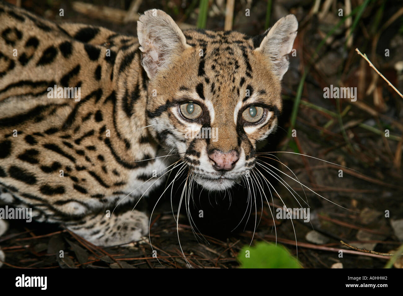 OCELOT Leopardus pardalis In Belize Stock Photo - Alamy