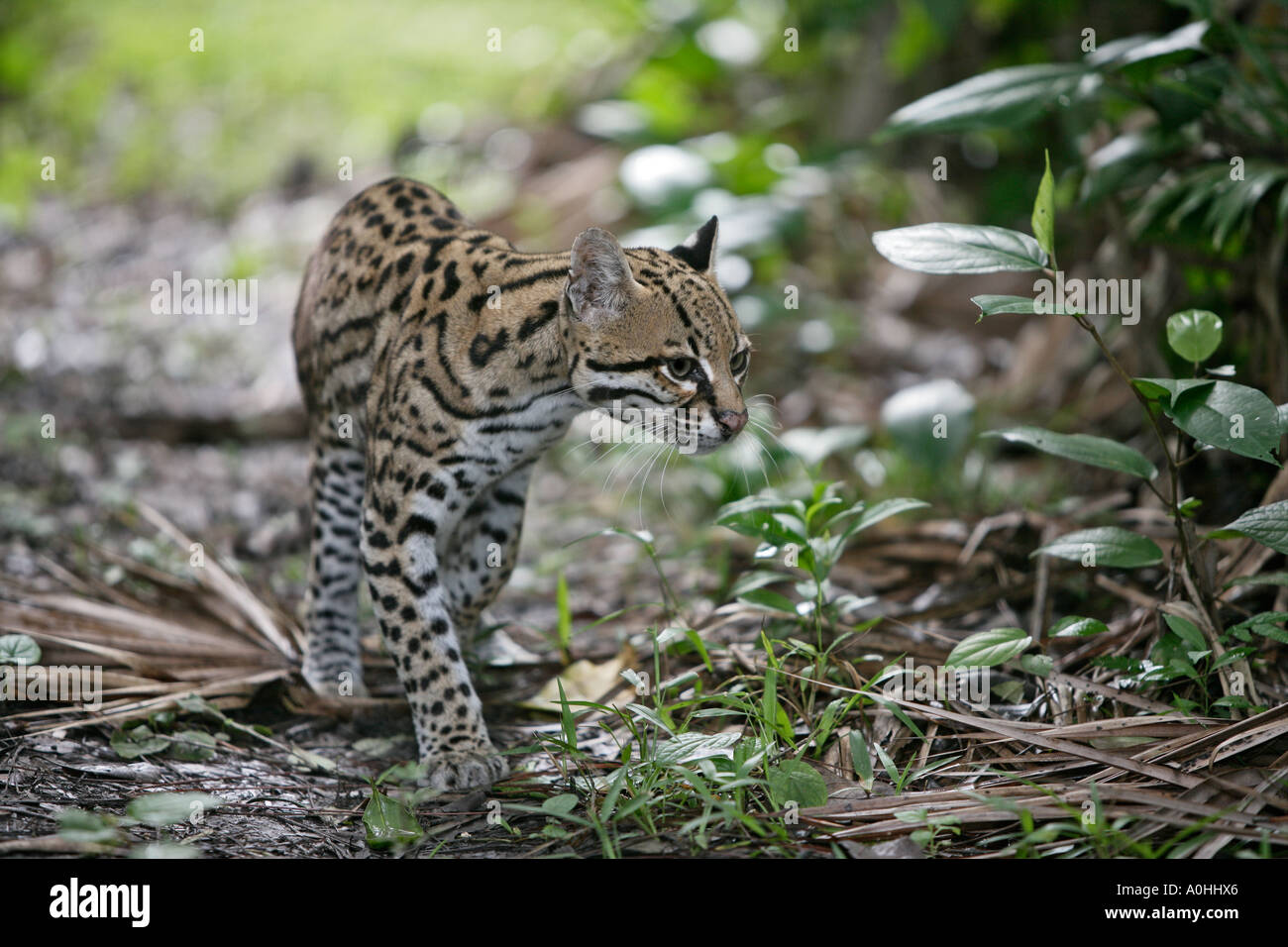 OCELOT Leopardus pardalis In Belize Stock Photo - Alamy