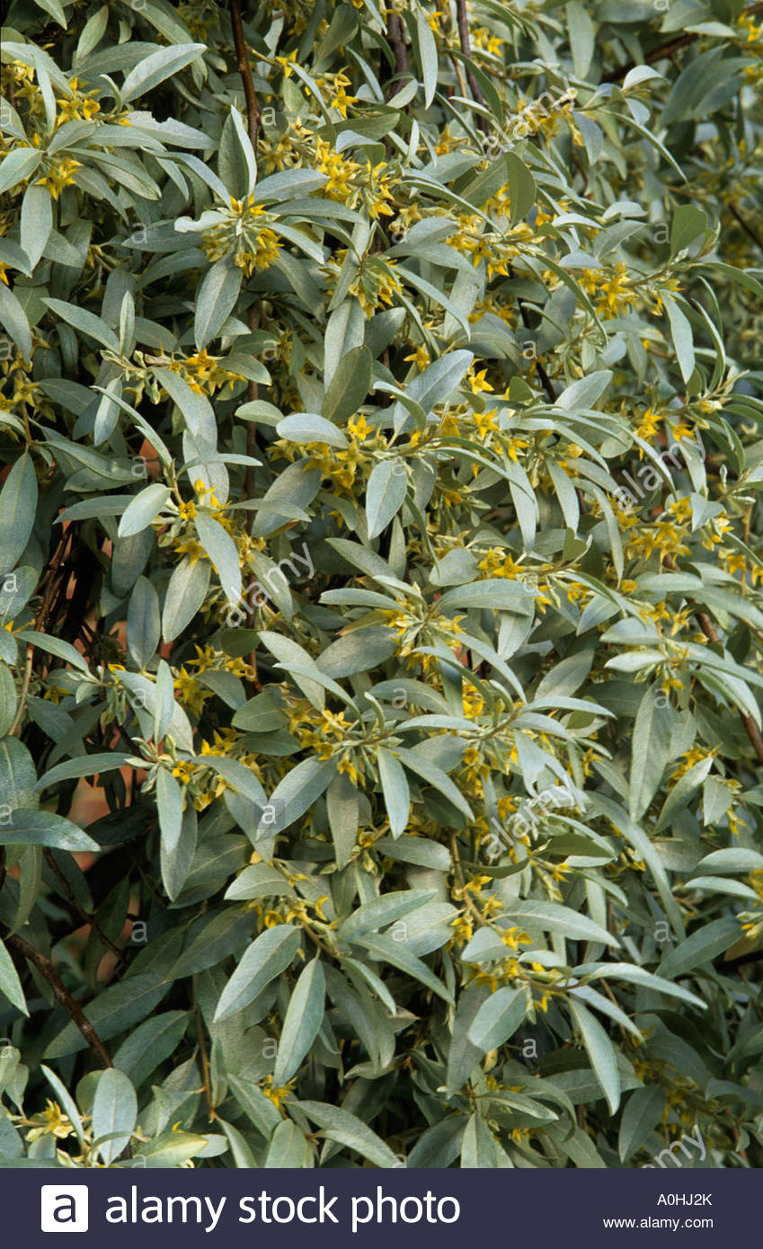 Quicksilver Stock Photos & Quicksilver Stock Images - Alamy