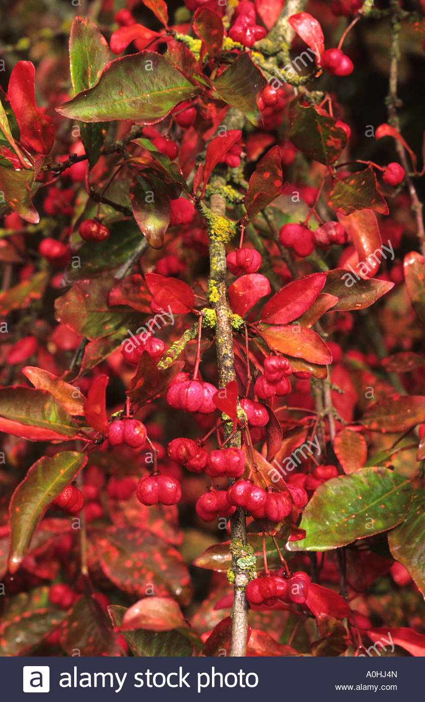 Euonymus Europaeus 'red Cascade' Stock Photos & Euonymus Europaeus 'red ...