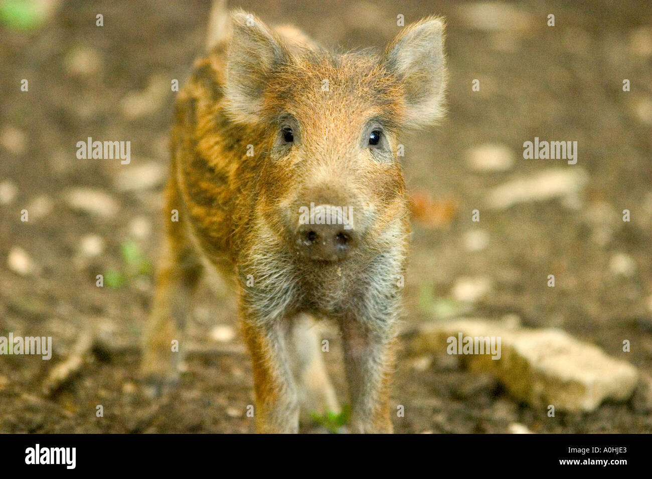 Pig chase hi-res stock photography and images - Alamy