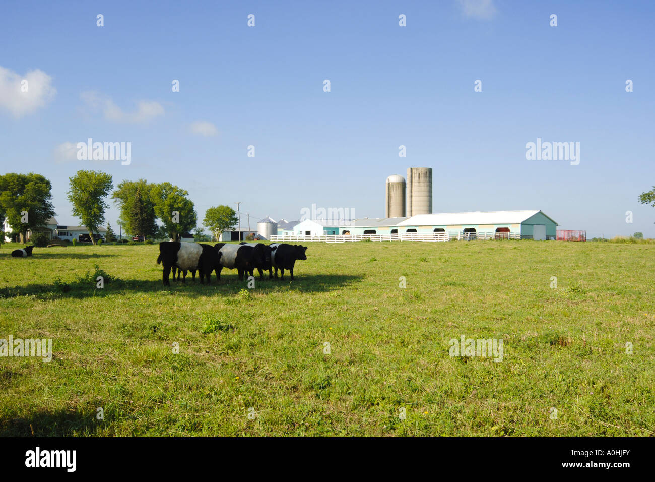 Cattle standing in the shade under a tree on US Dairy Farm in Wisconsin ...