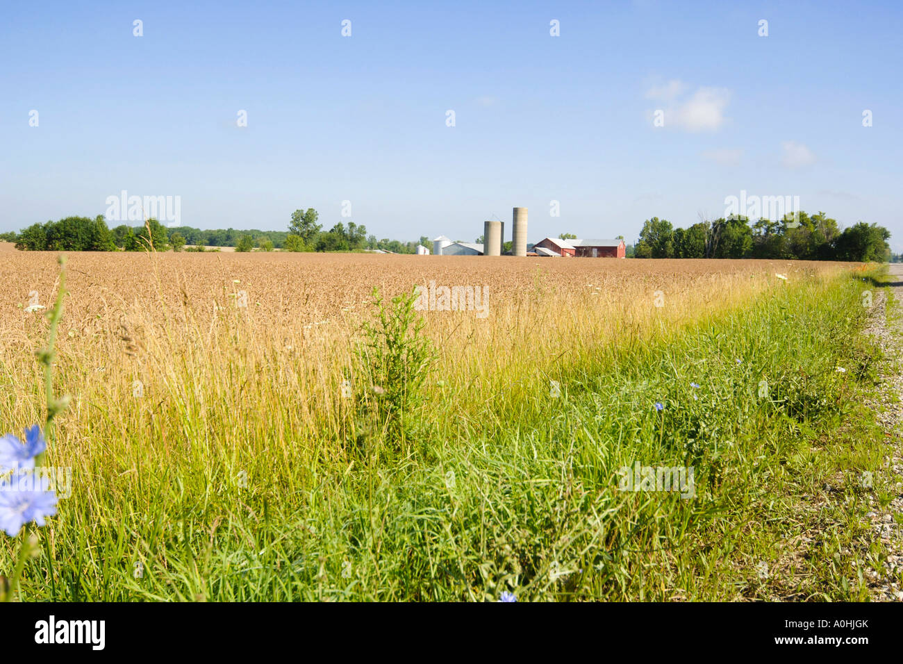 Indiana wild flowers hi-res stock photography and images - Alamy