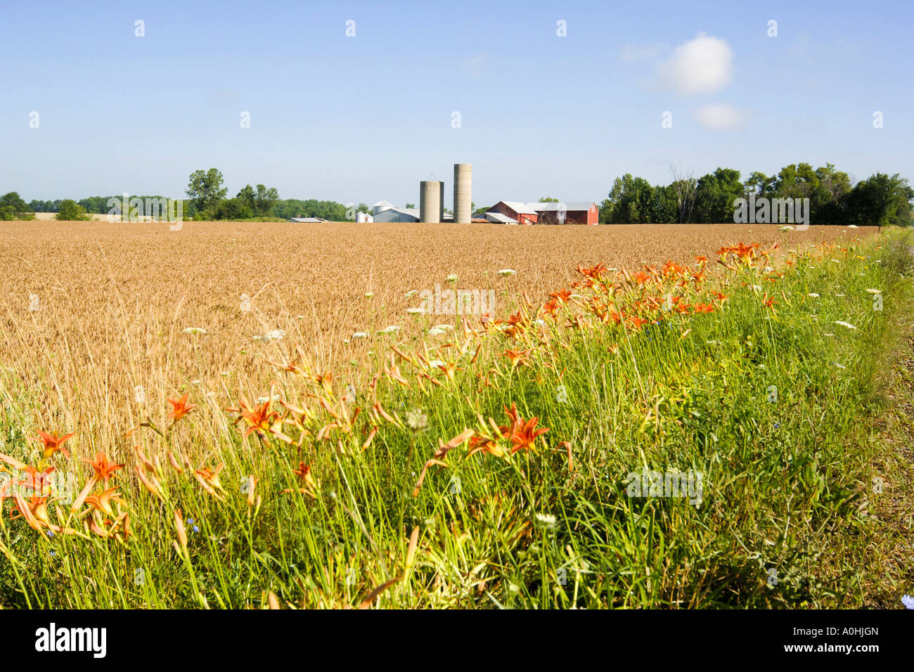 Indiana wild flowers hi-res stock photography and images - Alamy