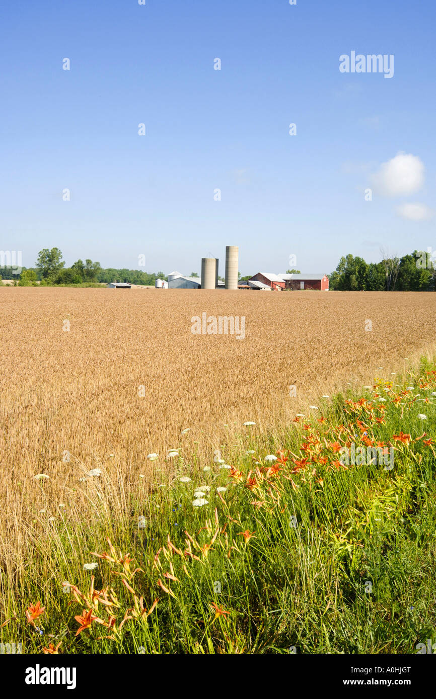 Indiana wild flowers hi-res stock photography and images - Alamy