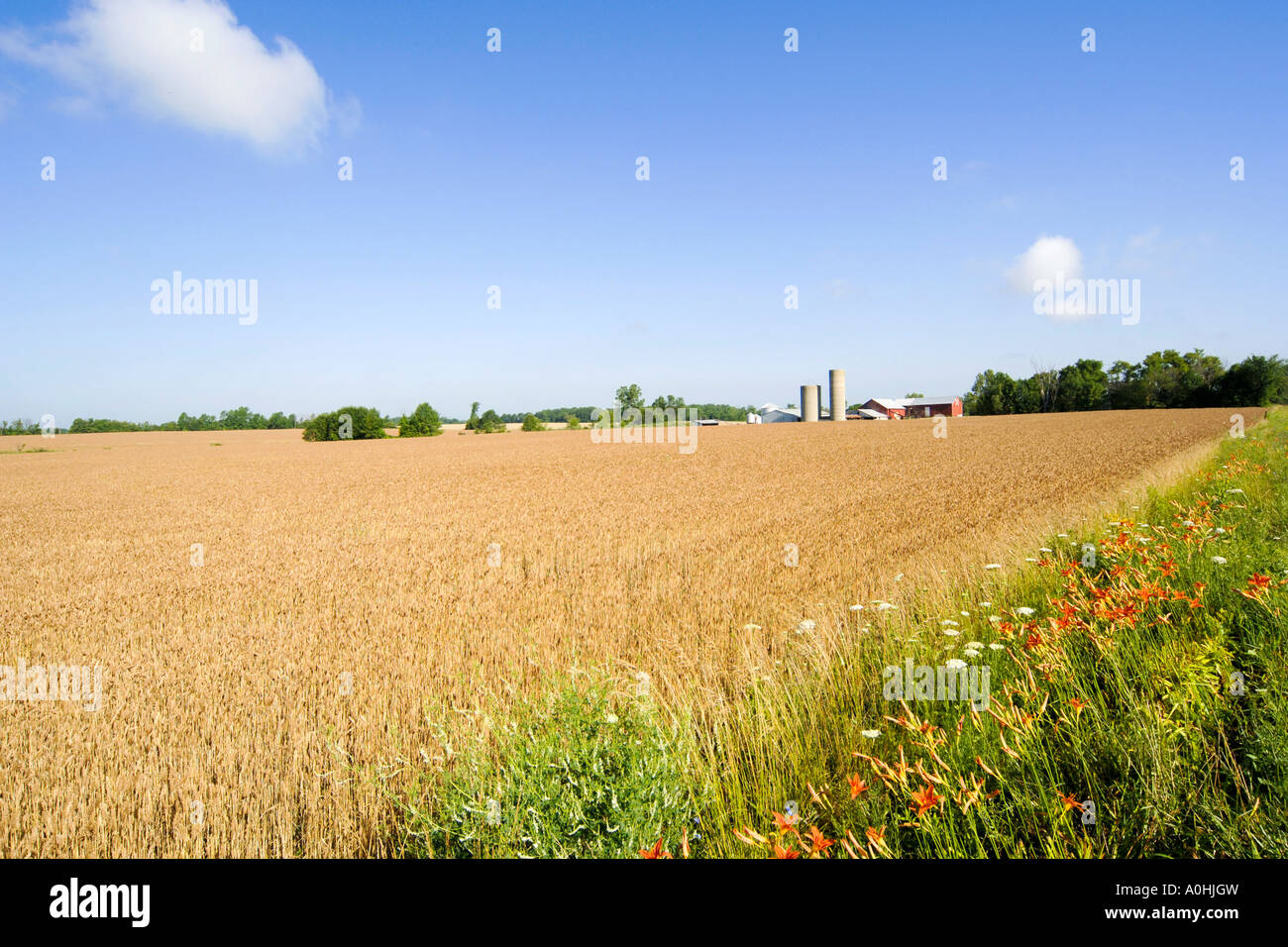 An open Wheat field with wild flowers at the roadside in Indiana USA ...