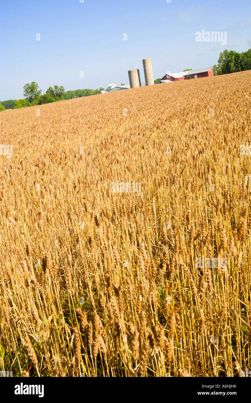Indiana wild flowers hi-res stock photography and images - Alamy
