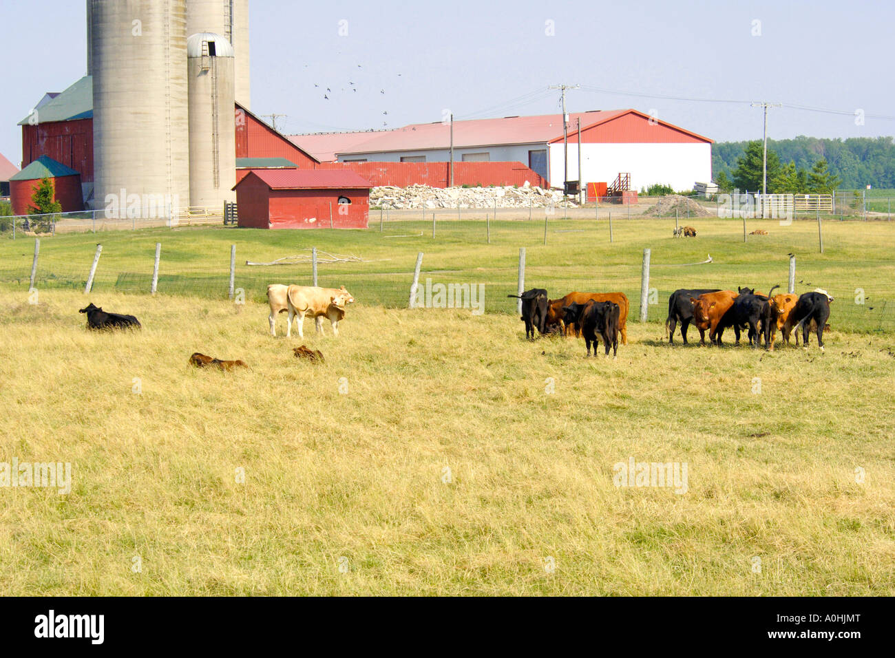 Cattle Farm For Sale Indiana at Nathan Brodzky blog