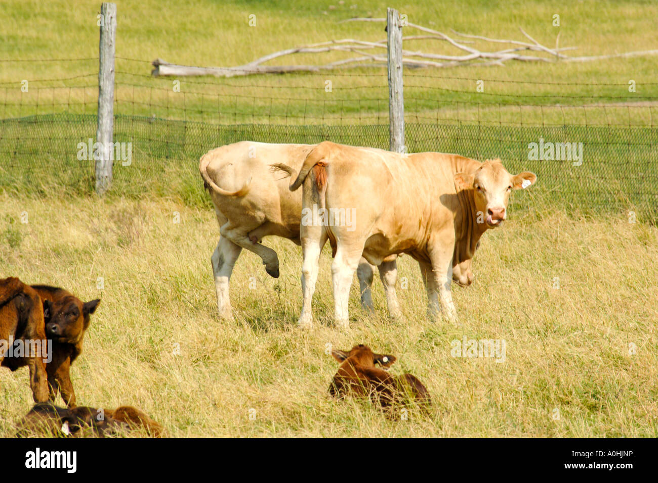 Cattle on a US Dairy and Beef farm in rural Indiana, IN Stock Photo - Alamy