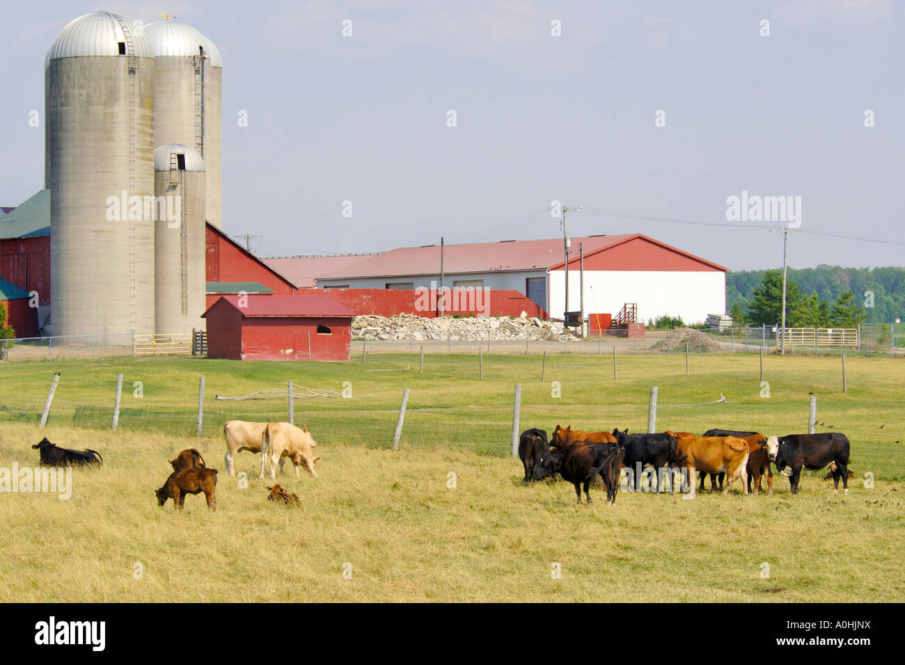 Cattle on a US Dairy and Beef farm in rural Indiana, IN Stock Photo - Alamy