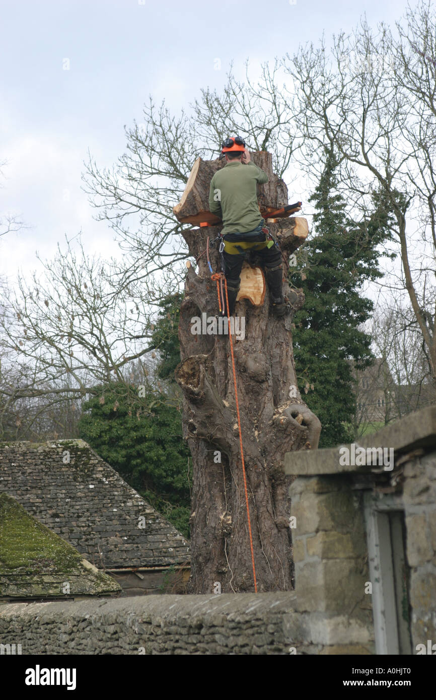 Tree Surgery in Rural UK Stock Photo - Alamy
