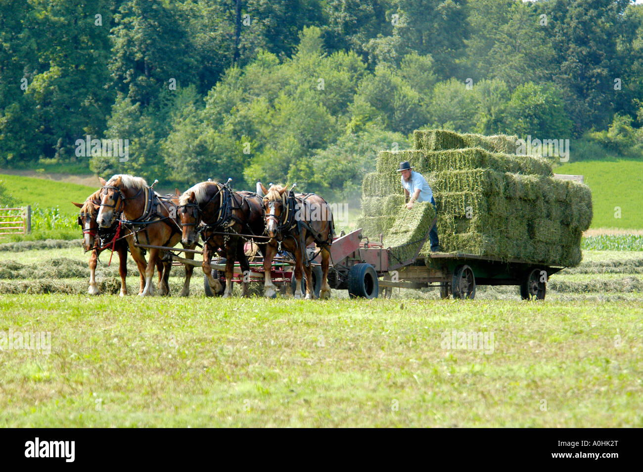 Mennonite men using semi-mechanized farming equipment to reap their ...