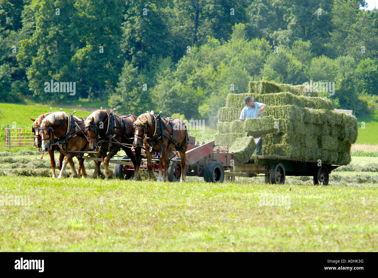 Mennonite men using semi-mechanized farming equipment to reap their ...