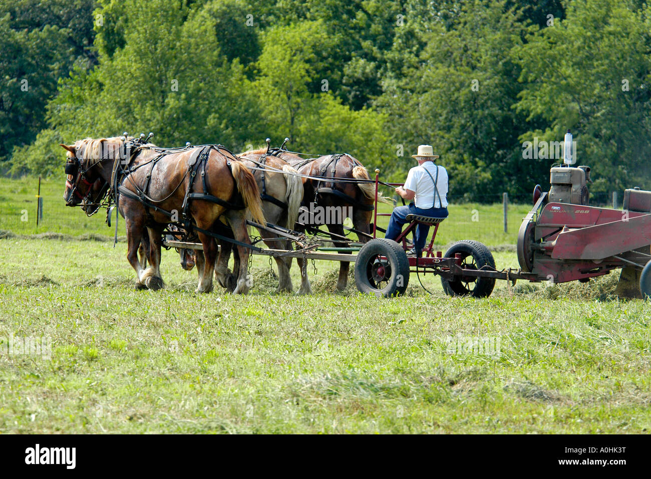 Mennonite men using semi-mechanized farming equipment to reap their ...