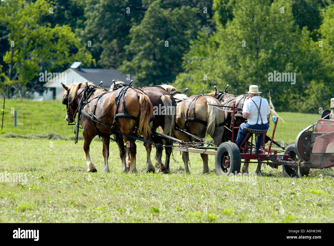 Mennonite harvest hi-res stock photography and images - Alamy
