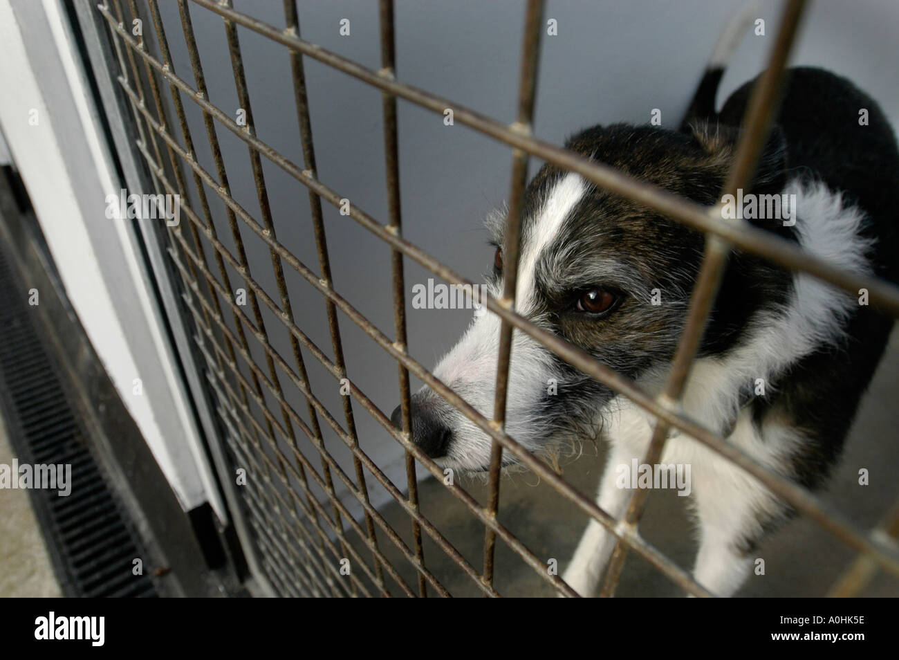 Cage dog border hi-res stock photography and images - Alamy