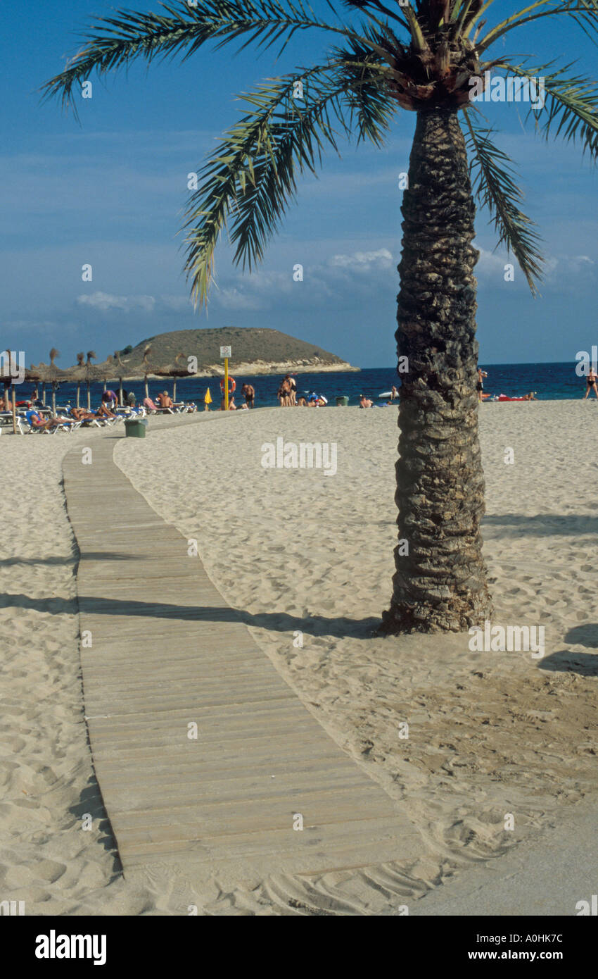 Palm tree on the beach Majorca Stock Photo - Alamy