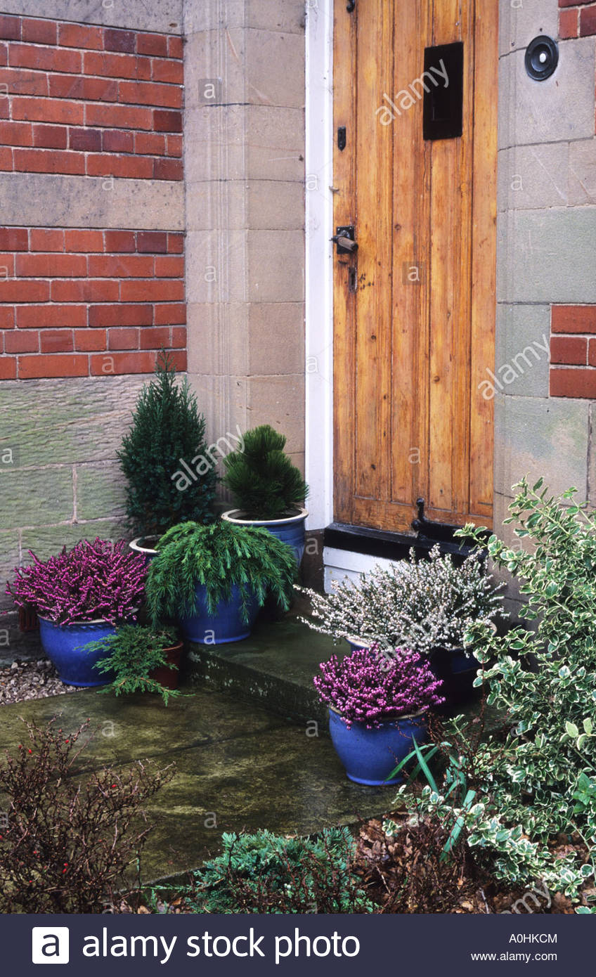 Conifers In Pots Stock Photos & Conifers In Pots Stock Images - Alamy