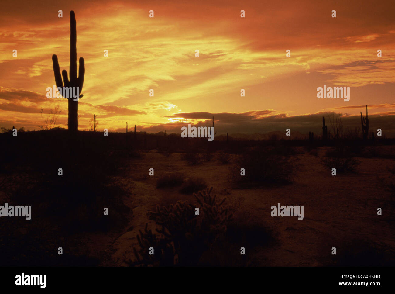 Saguaros Cabeza Prieta National Wildlife Refuge Arizona USA Stock Photo ...