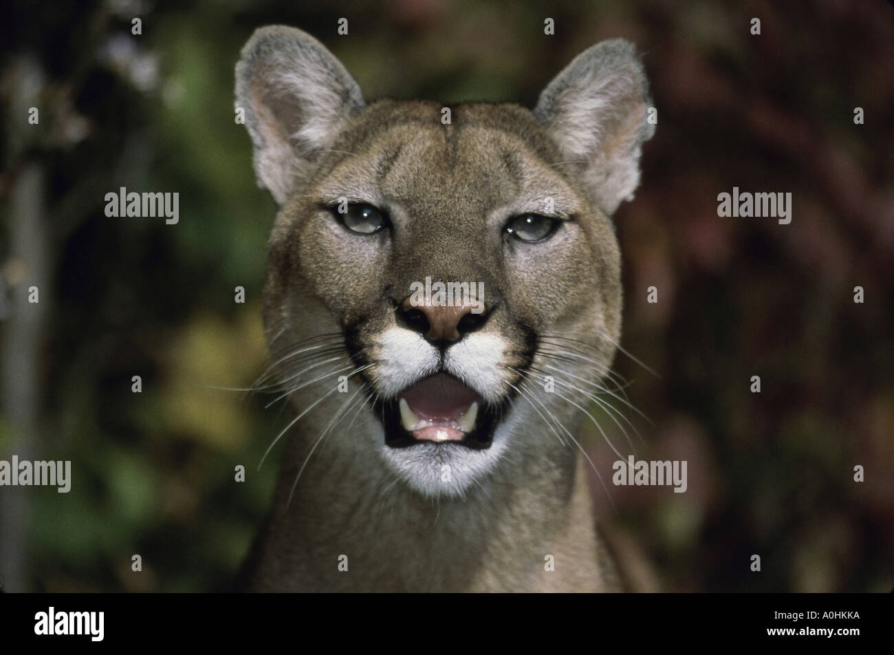 Close up cougar face in hi-res stock photography and images - Alamy