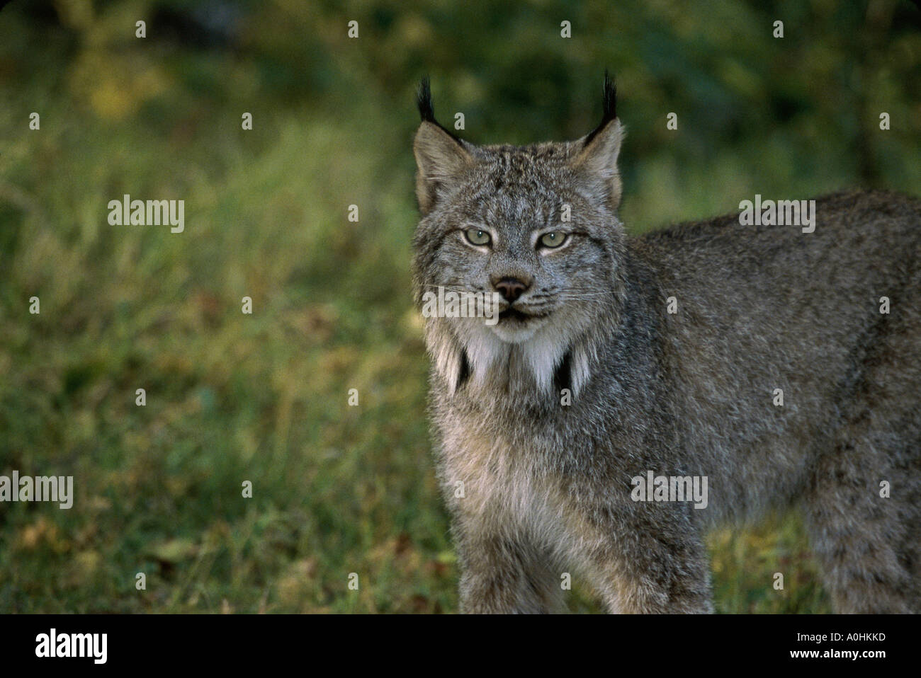 Bobcat side view hi-res stock photography and images - Alamy