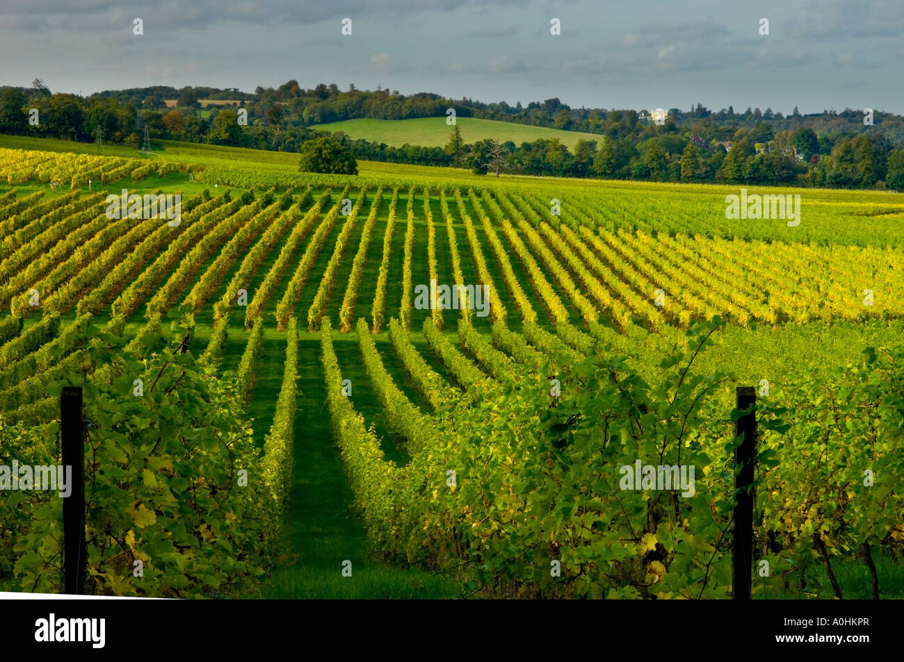 Denbies Wine Estate near Dorking Surrey Stock Photo - Alamy