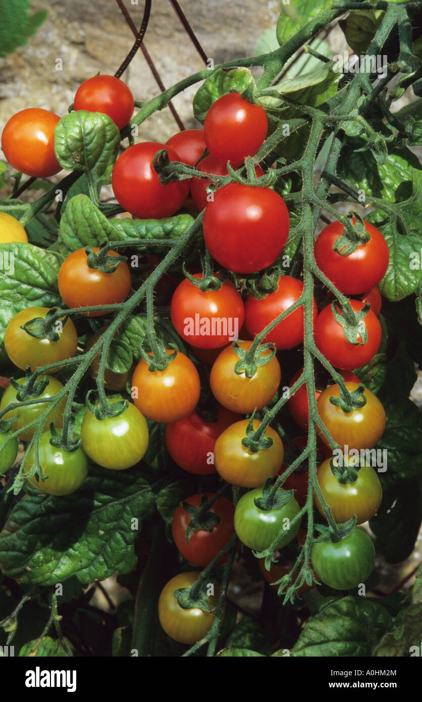 Tomato 'Sweet One Hundred' Stock Photo - Alamy