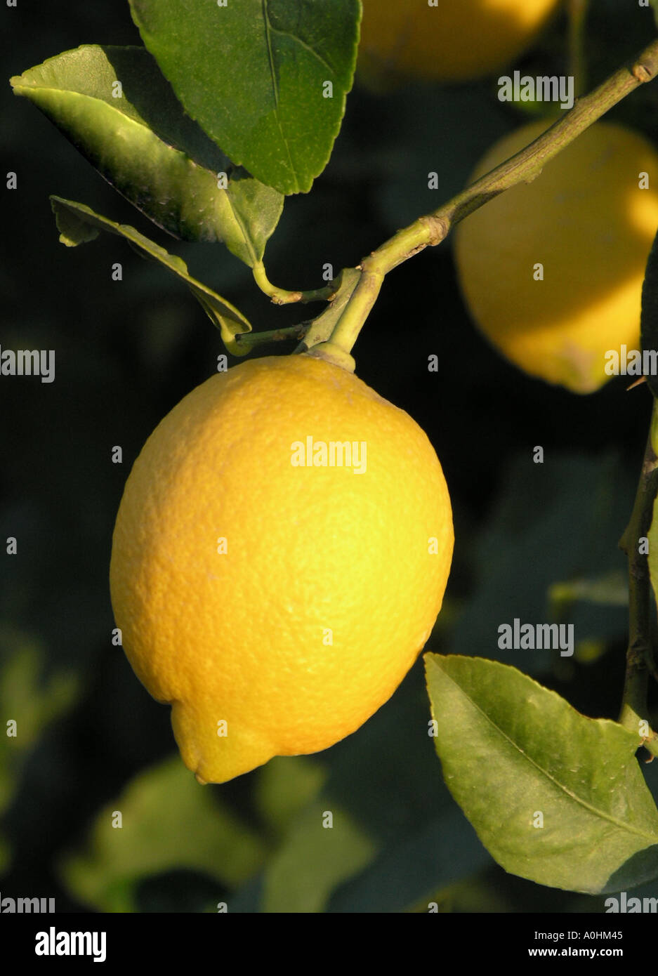 Spanish Lemon growing on tree Stock Photo - Alamy