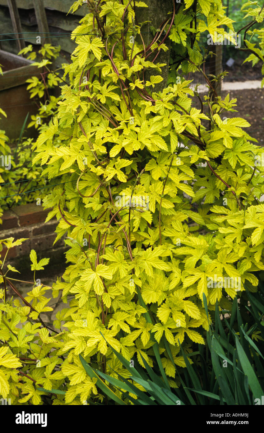 Golden hop, Humulus lupulus 'Aureus' Stock Photo - Alamy