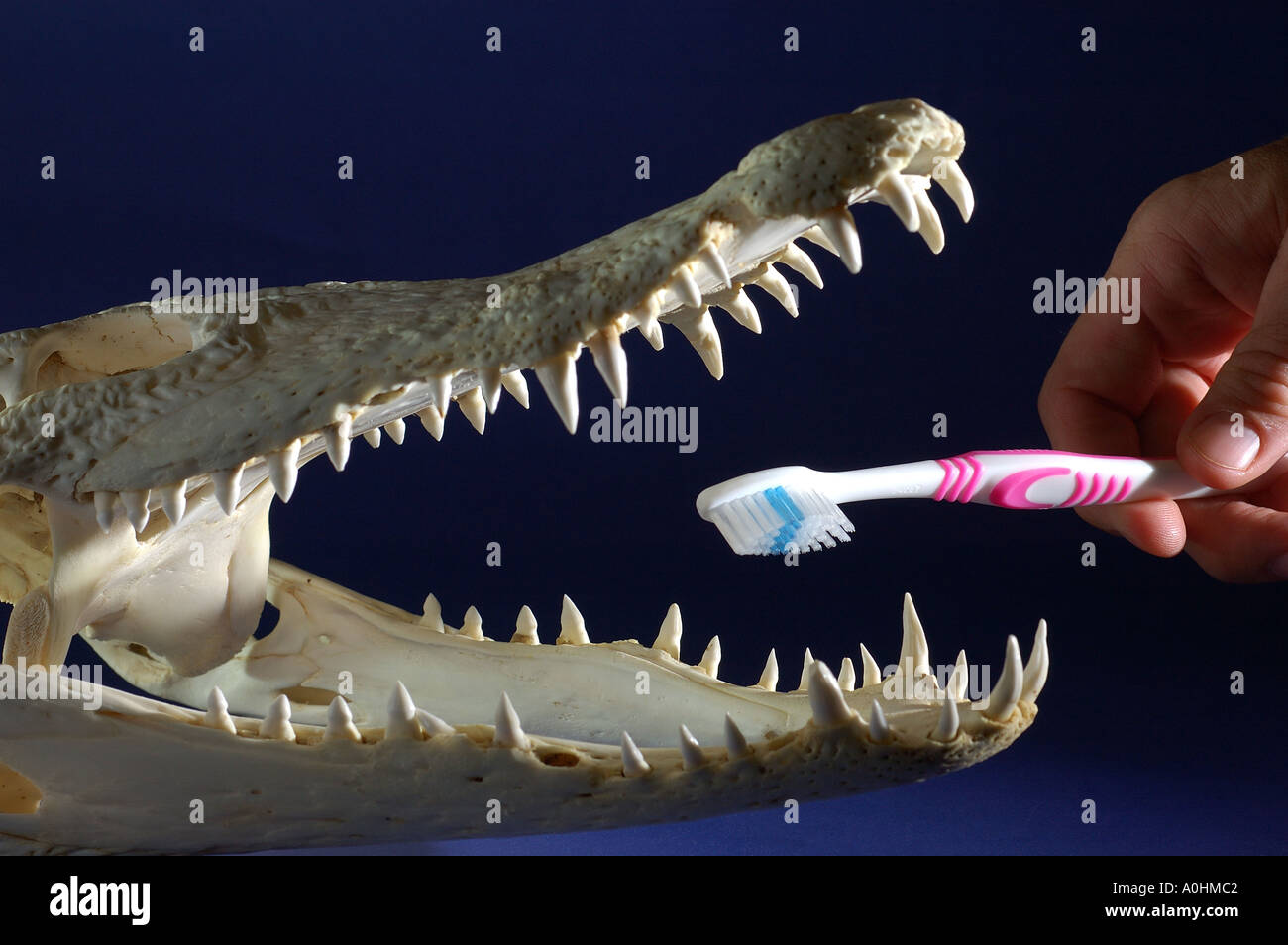 Crocodile bones hi-res stock photography and images - Alamy