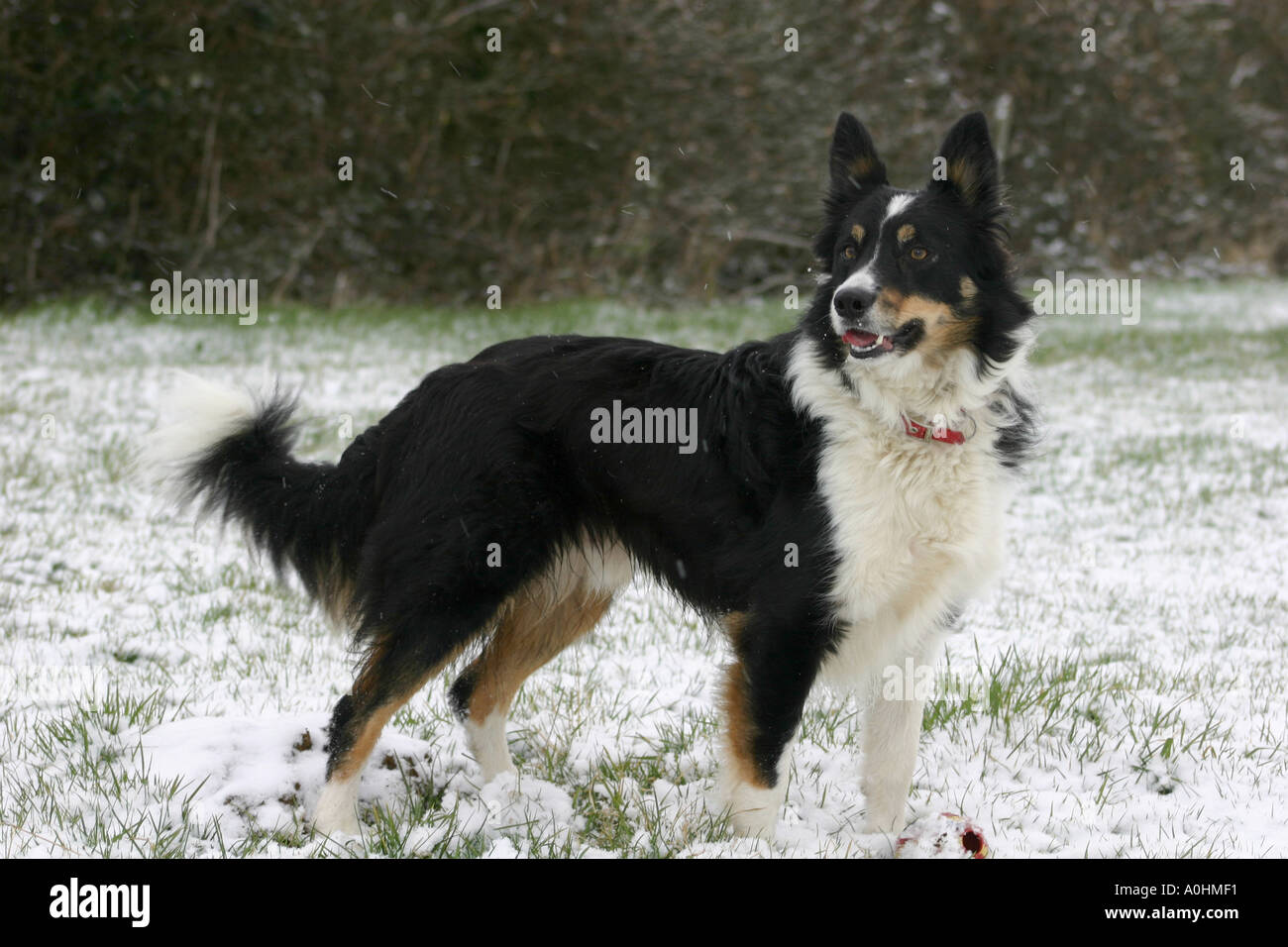 Border collie in snow with sheep hi-res stock photography and images ...