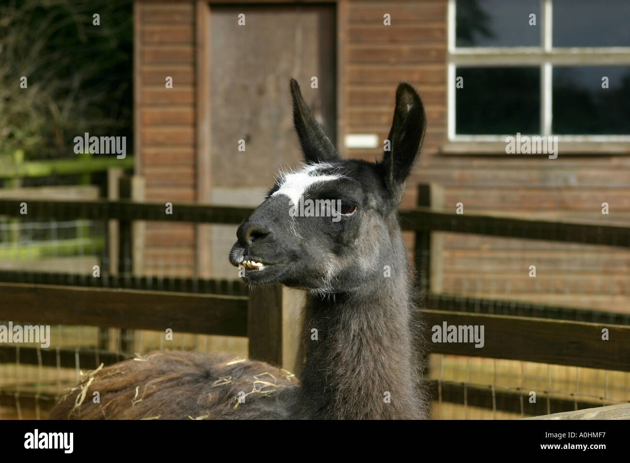 Goofy llama hi-res stock photography and images - Alamy