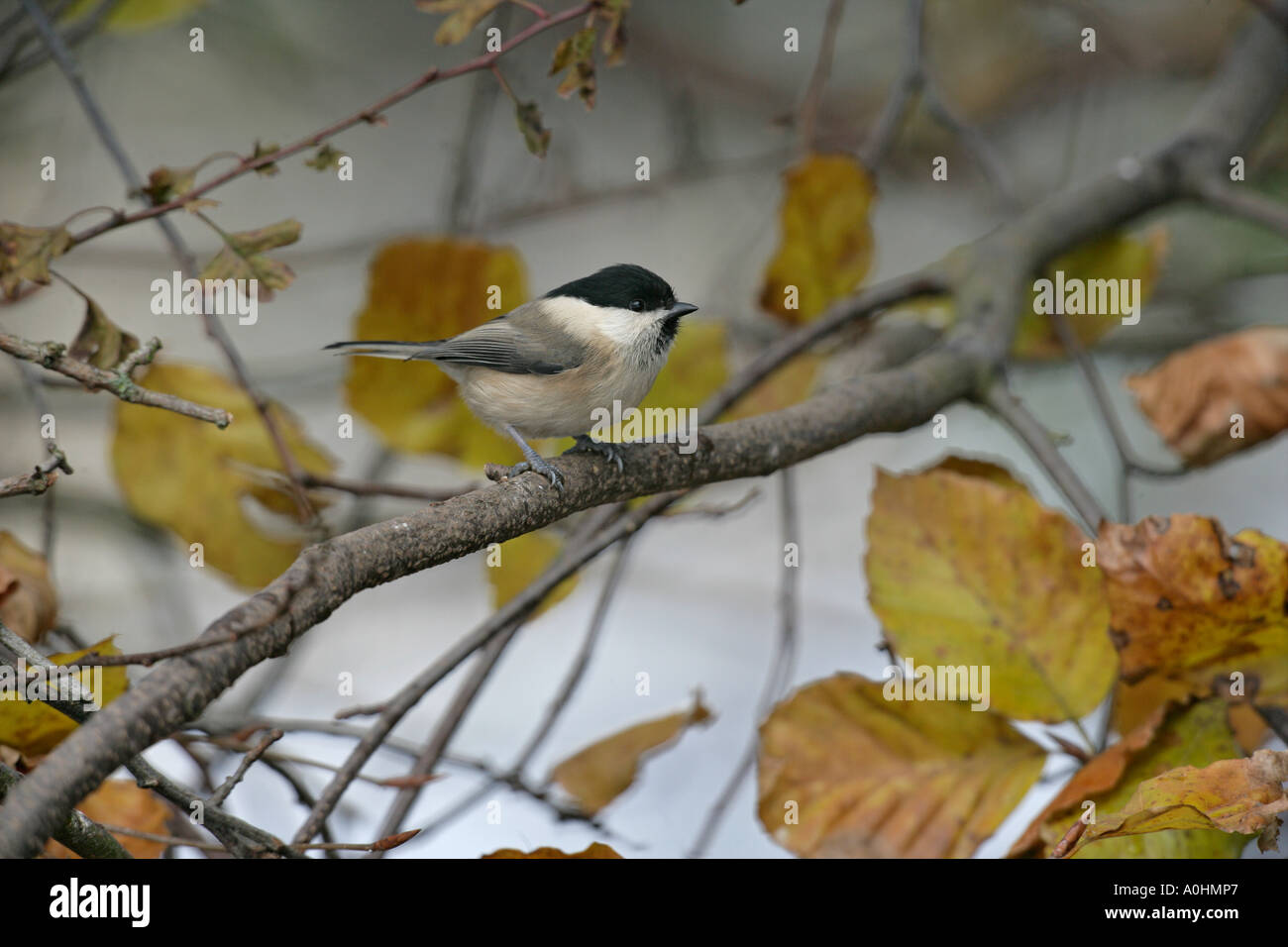 WILLOW TIT Parus montanus Stock Photo - Alamy