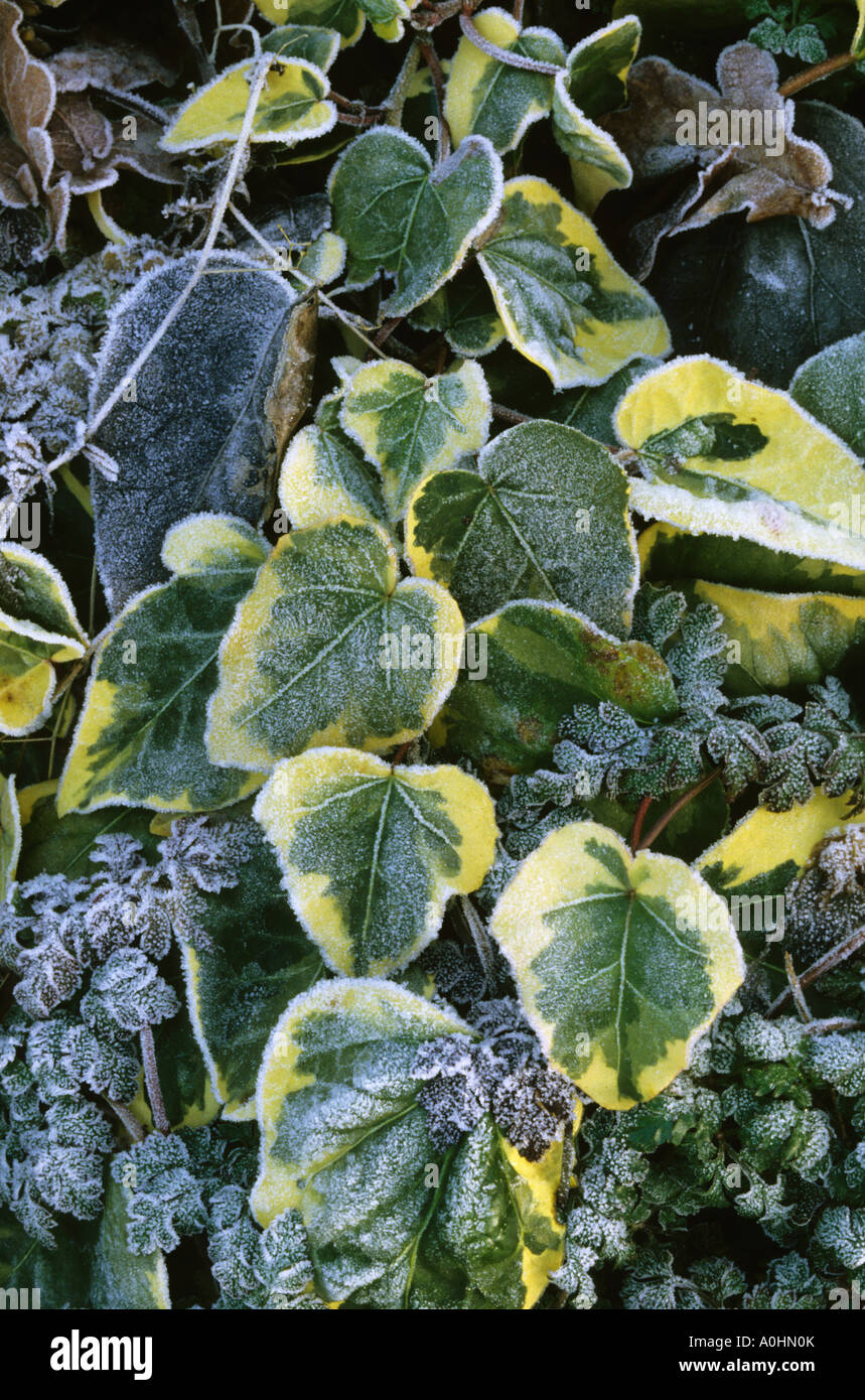 Ivy in winter frost. Hedera colchica Dentata Variegata Stock Photo - Alamy