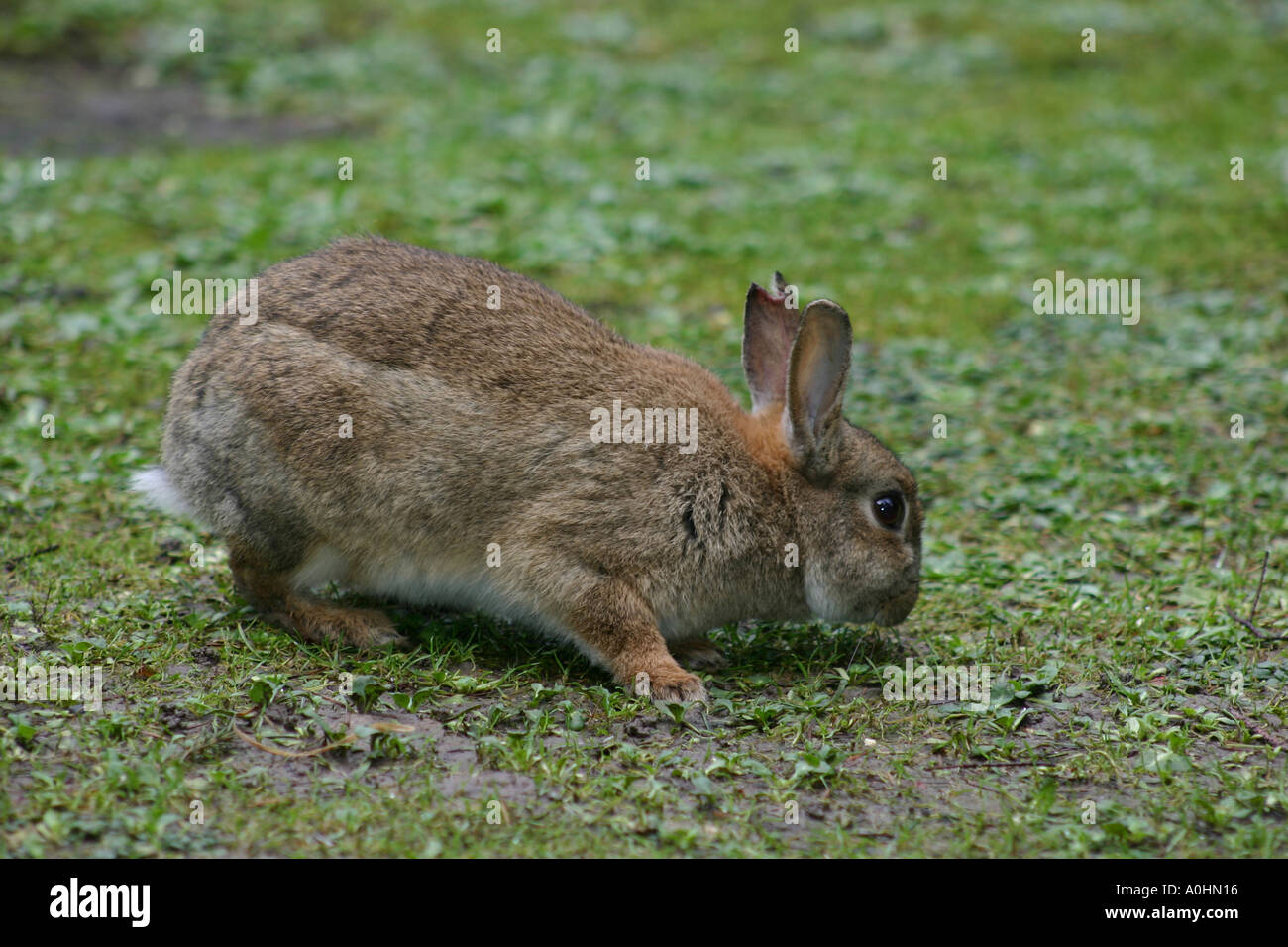 Injured rabbit hi-res stock photography and images - Alamy