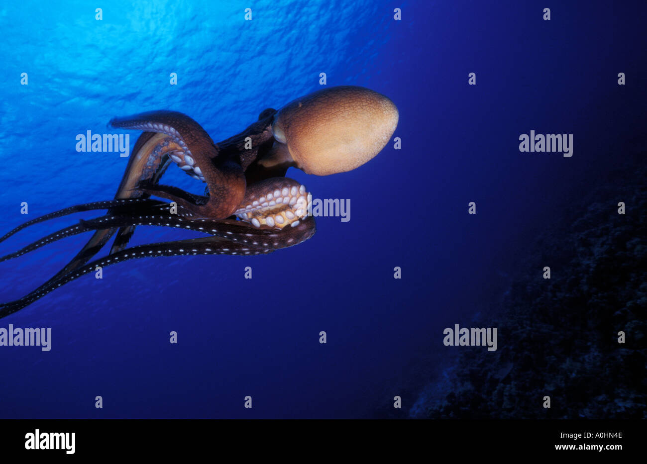 Common day octopus swimming Hawaii Stock Photo - Alamy