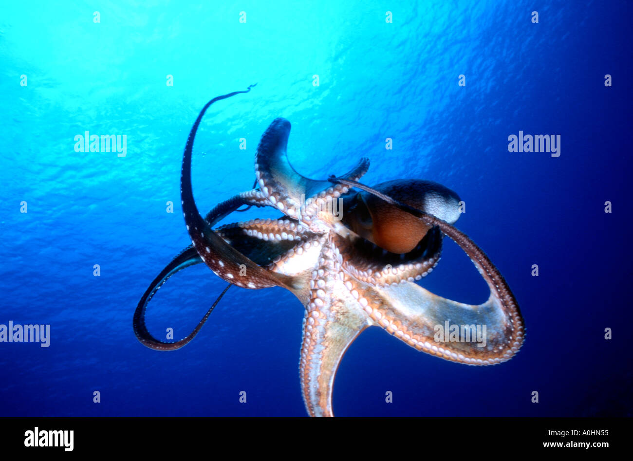Common day octopus swimming Hawaii Stock Photo - Alamy
