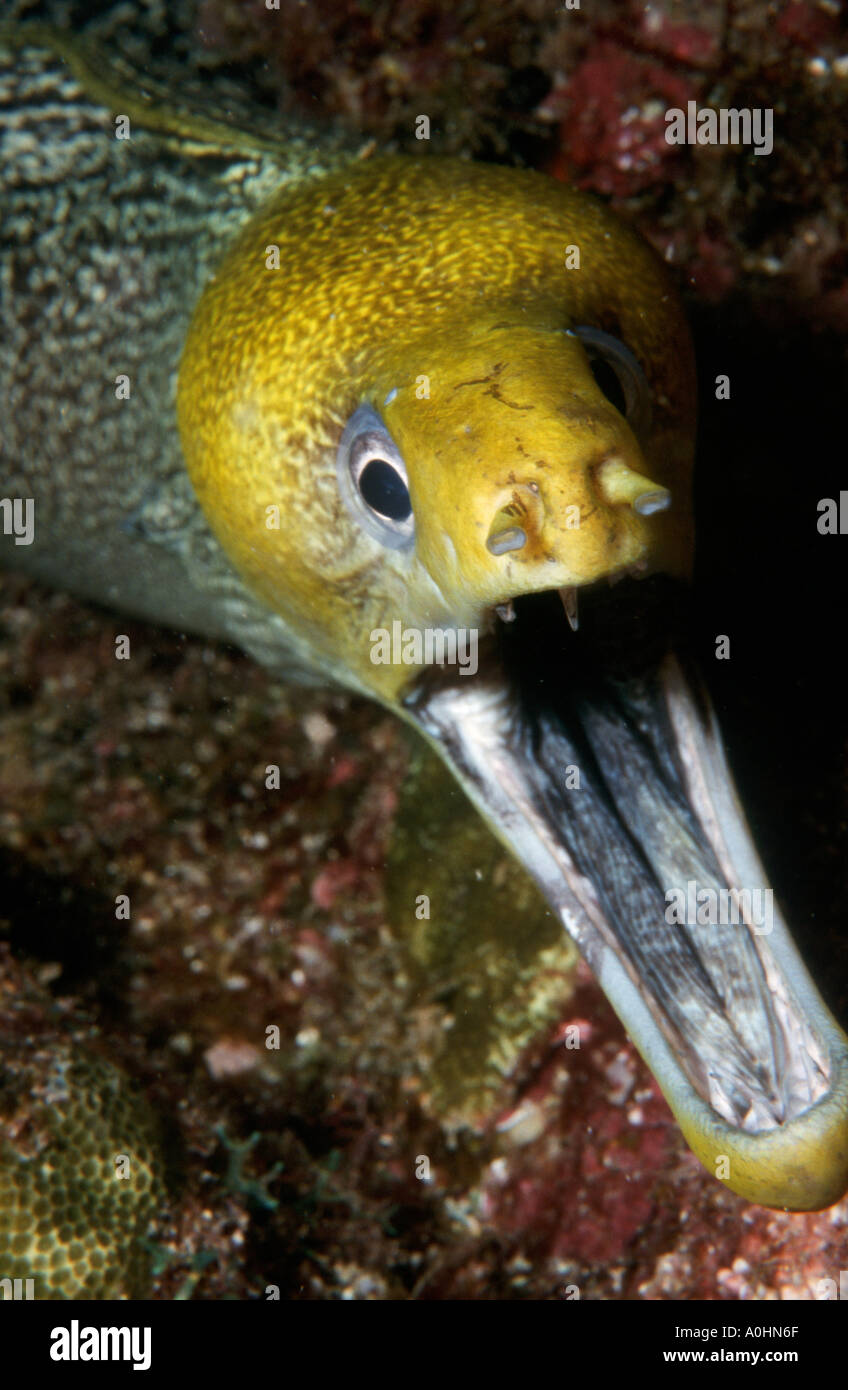 Yellow headed Moray eel Hawaii Stock Photo - Alamy