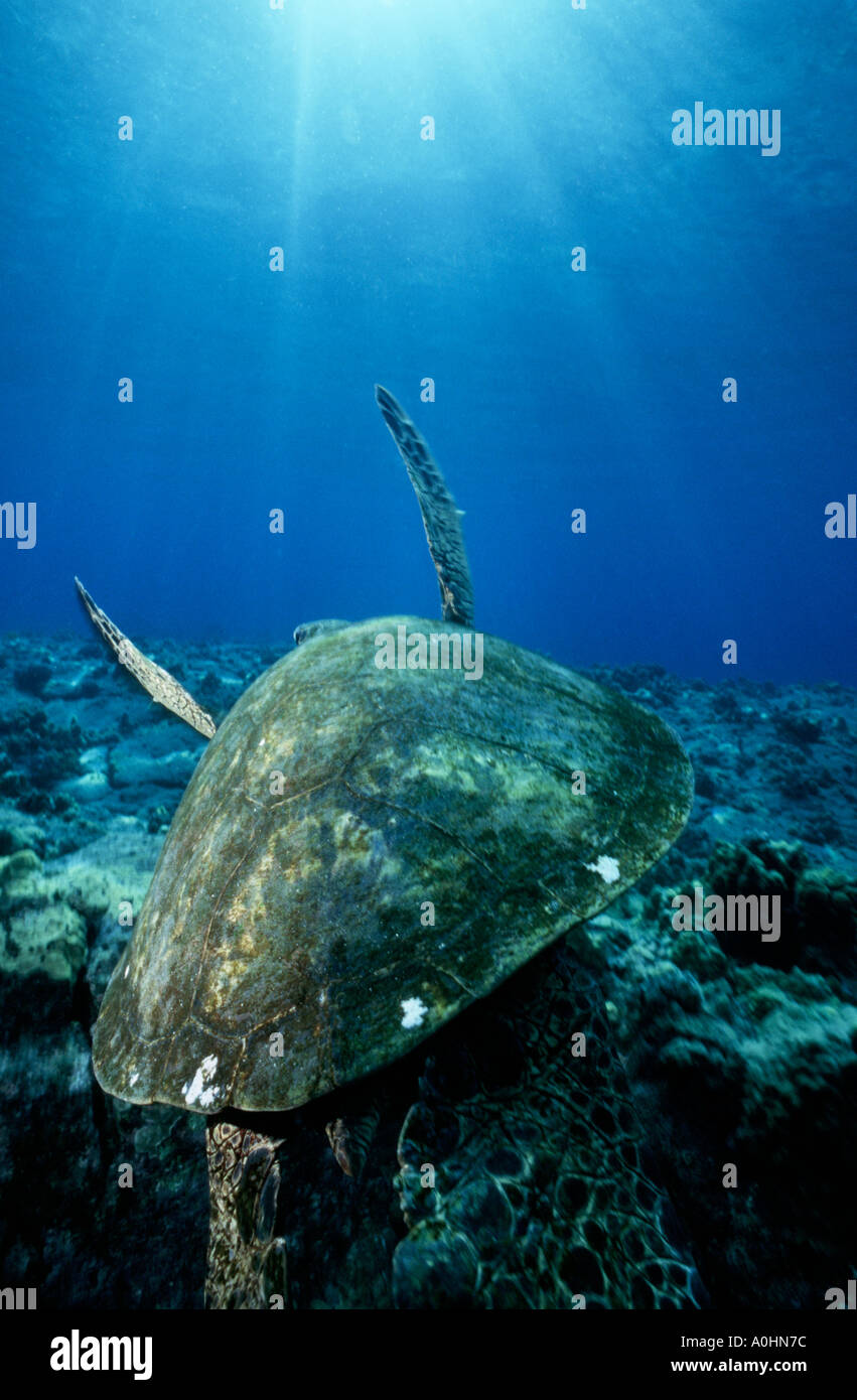Hawaiian Green Sea Turtle Hawaii Stock Photo - Alamy