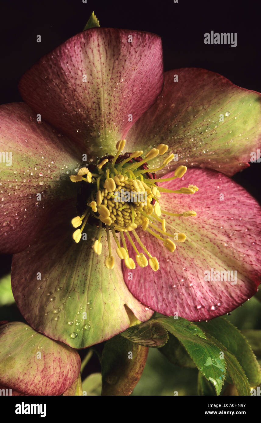 Hellebore. Helleborus x hybridus 'Ballard's Seedling' Stock Photo - Alamy