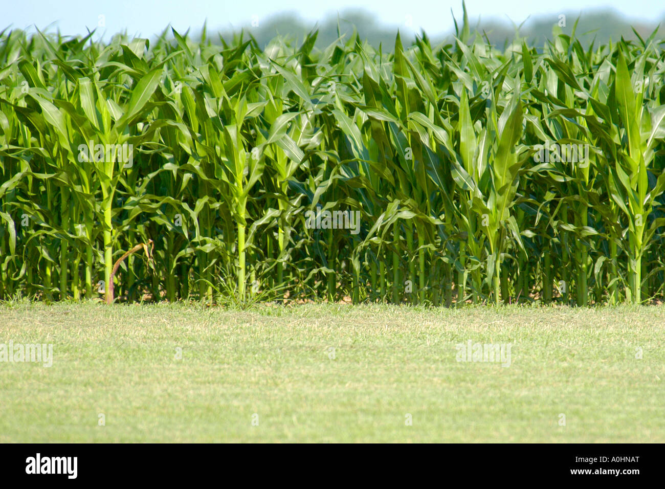 Field of Corn on the cob Stock Photo - Alamy